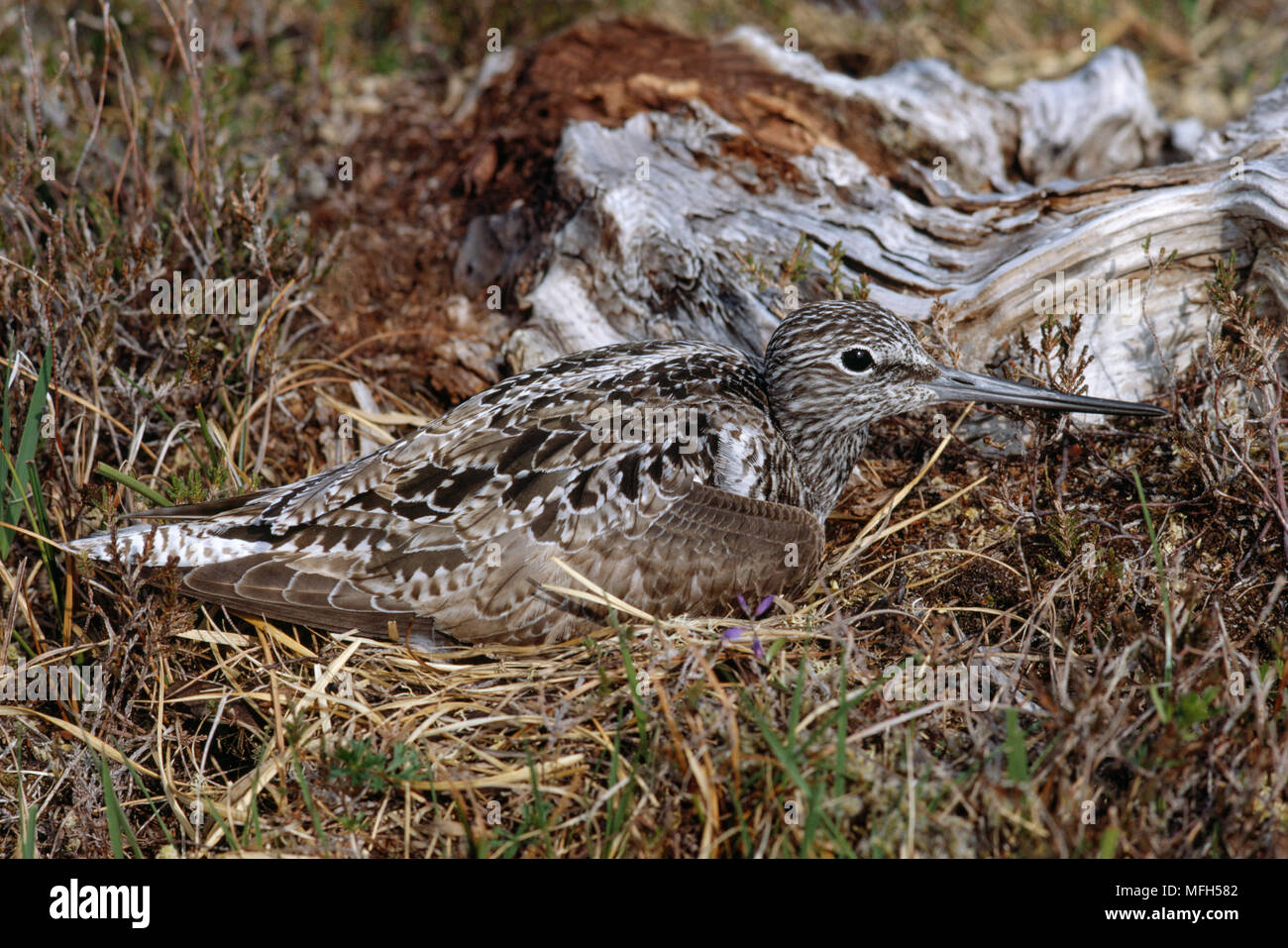 Greenshank nest hi-res stock photography and images - Alamy