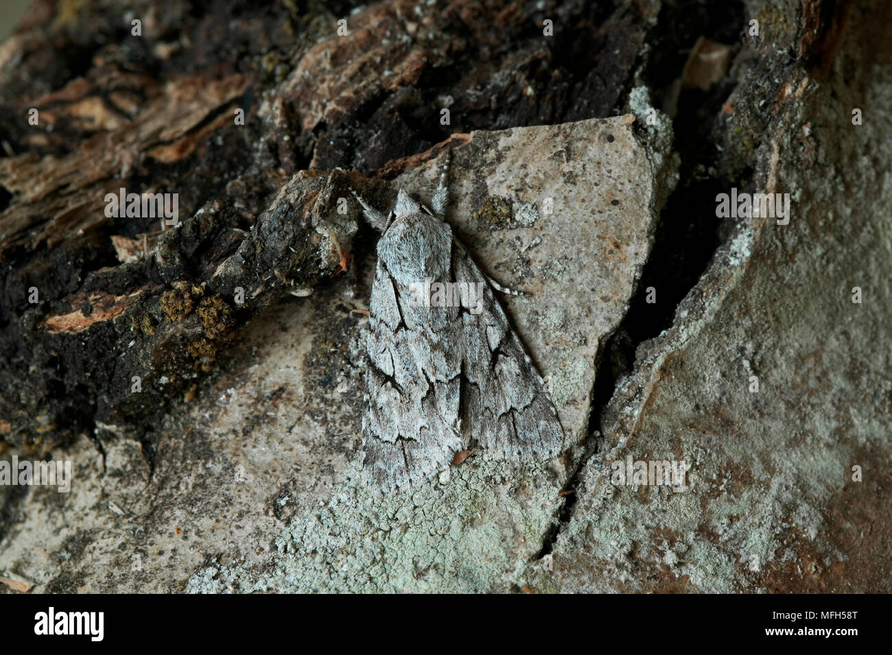 GREY DAGGER MOTH Acronicta psi Stock Photo - Alamy