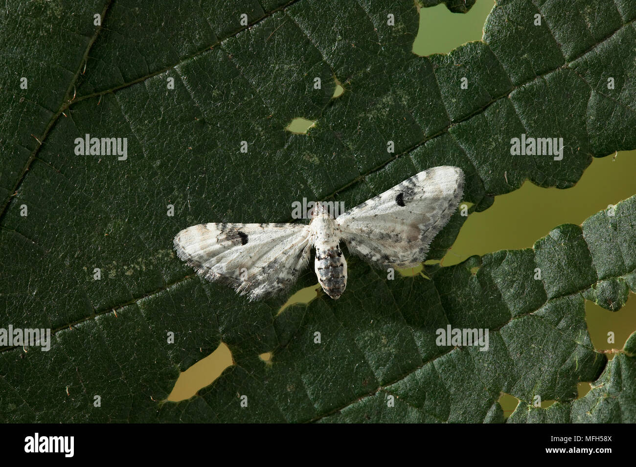 LIME-SPECK PUG MOTH Eupithecia centaureata Example of bird dropping ...