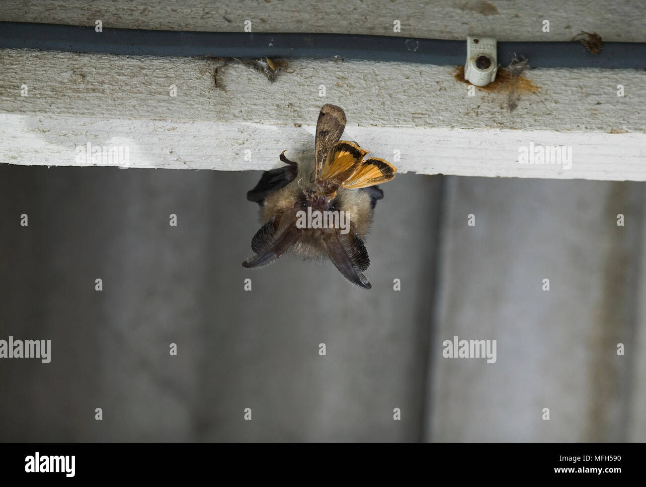 Bat eating moth hi-res stock photography and images - Alamy