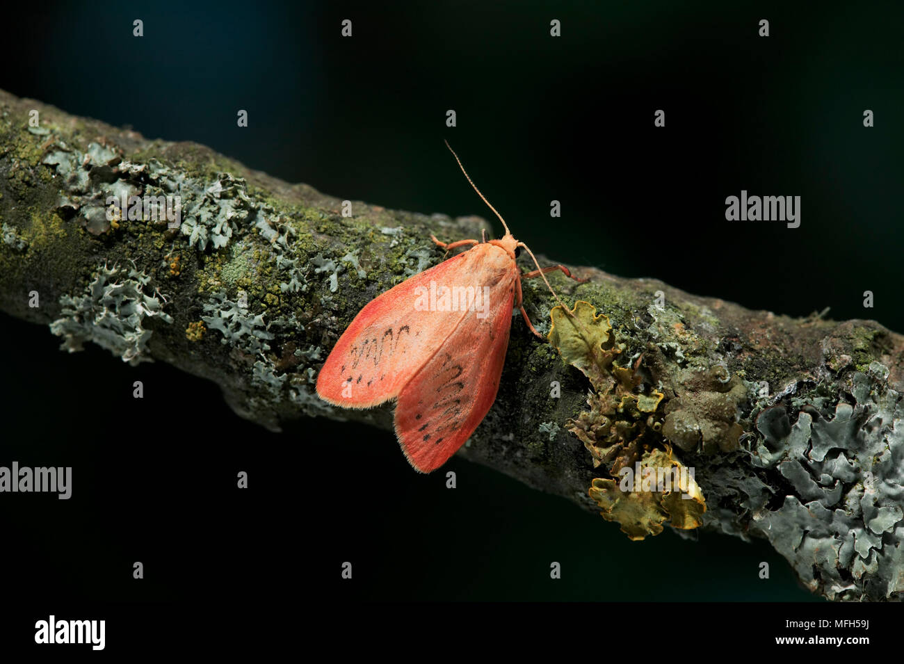 ROSY FOOTMAN MOTH Miltochrista miniata Stock Photo - Alamy