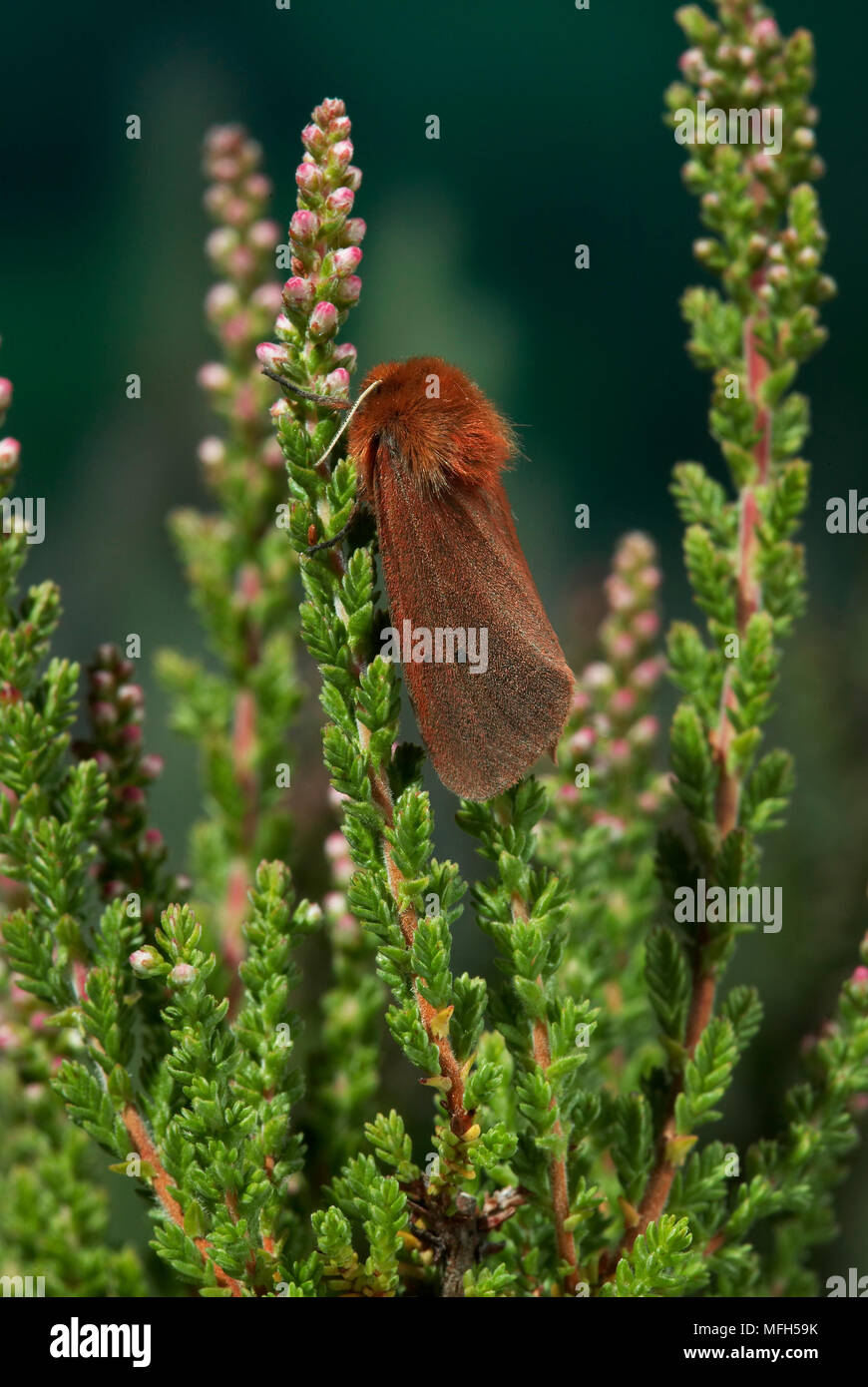 RUBY TIGER MOTH Phragmatobia fuliginosa Stock Photo - Alamy