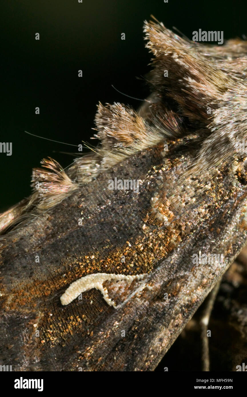 SILVER-Y MOTH Plusia gamma Stock Photo - Alamy