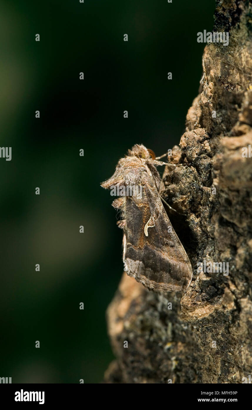 Plusia gamma hi-res stock photography and images - Alamy