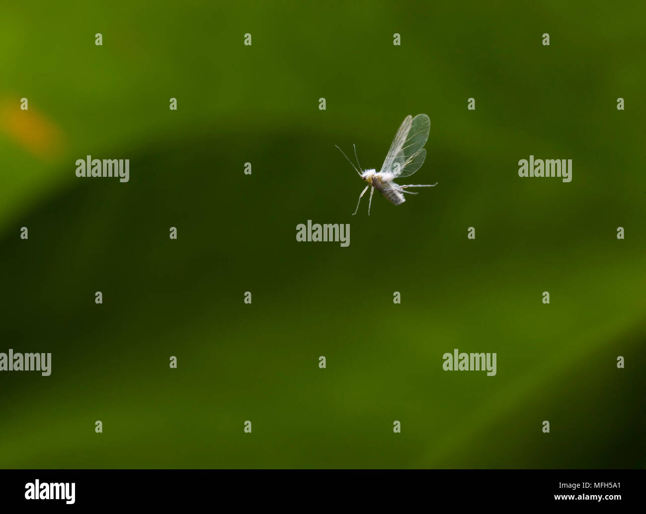 Woolly aphids hi-res stock photography and images - Alamy