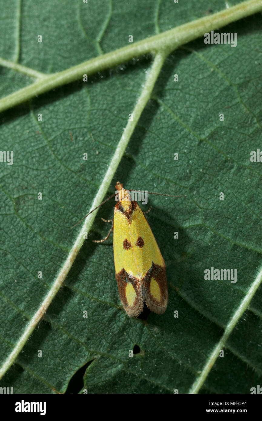 Zoegama hi-res stock photography and images - Alamy