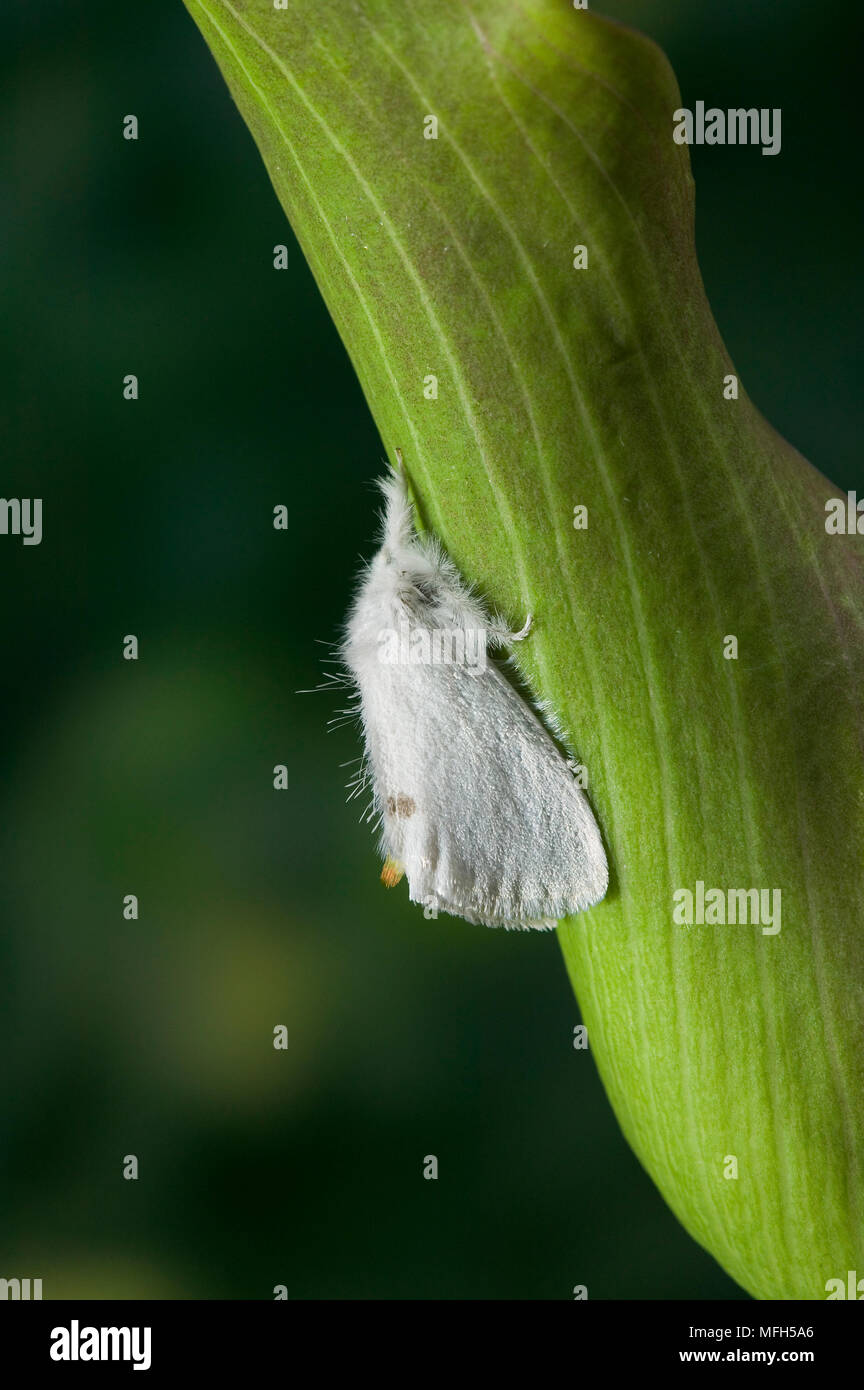 YELLOW-TAIL MOTH Euproctis similis Stock Photo - Alamy