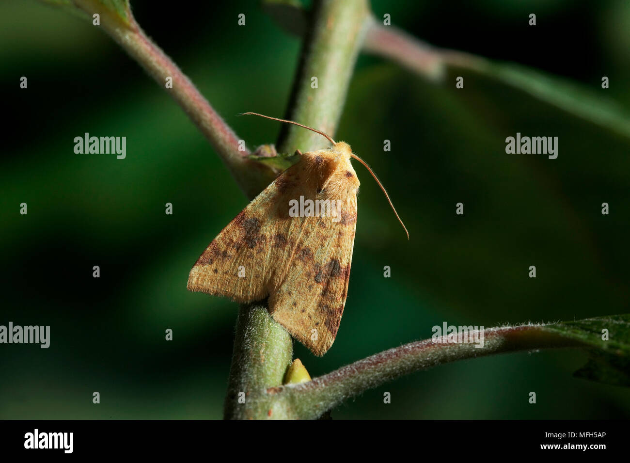 Xanthia hi-res stock photography and images - Alamy