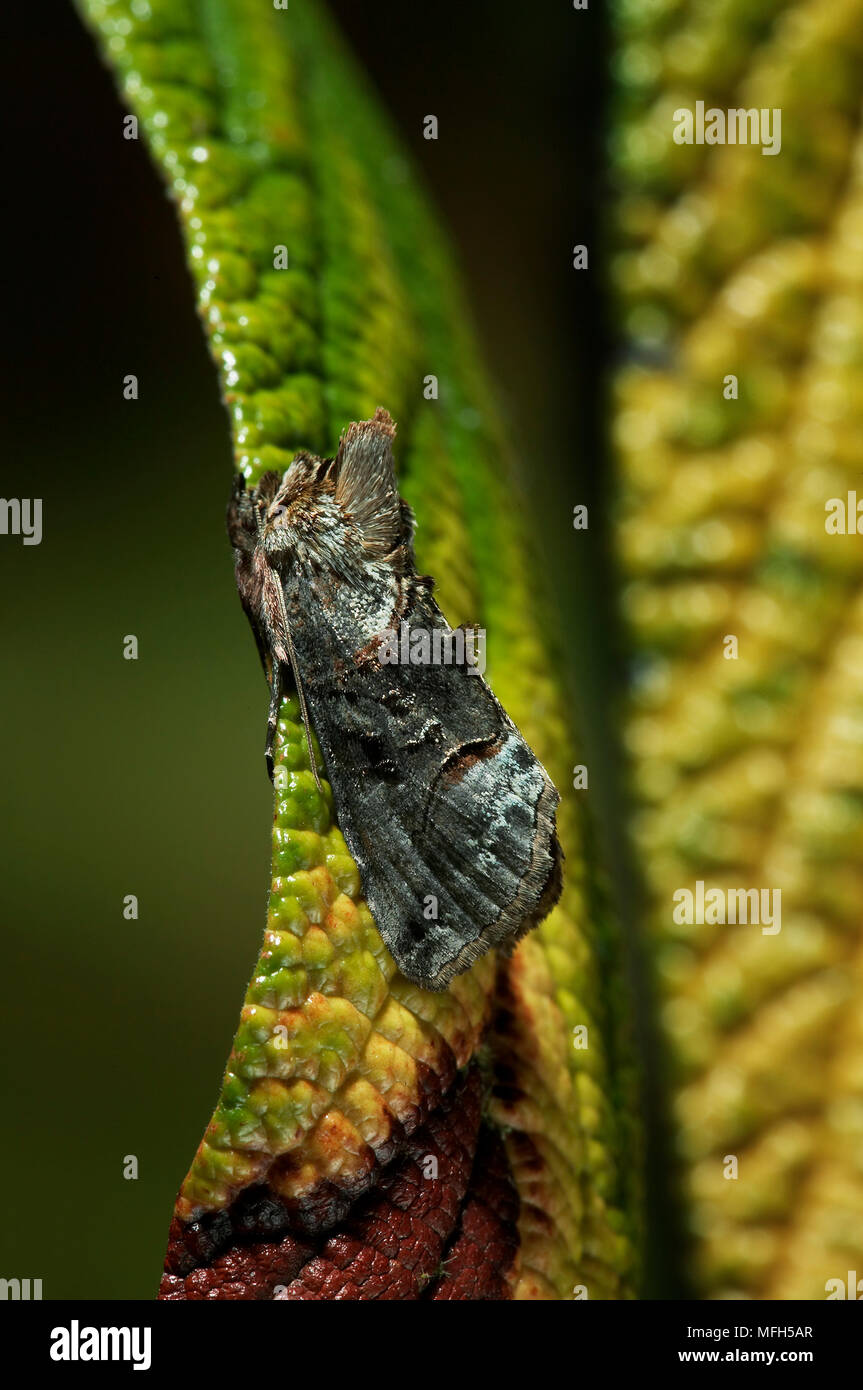 Spectacle moth hi-res stock photography and images - Alamy