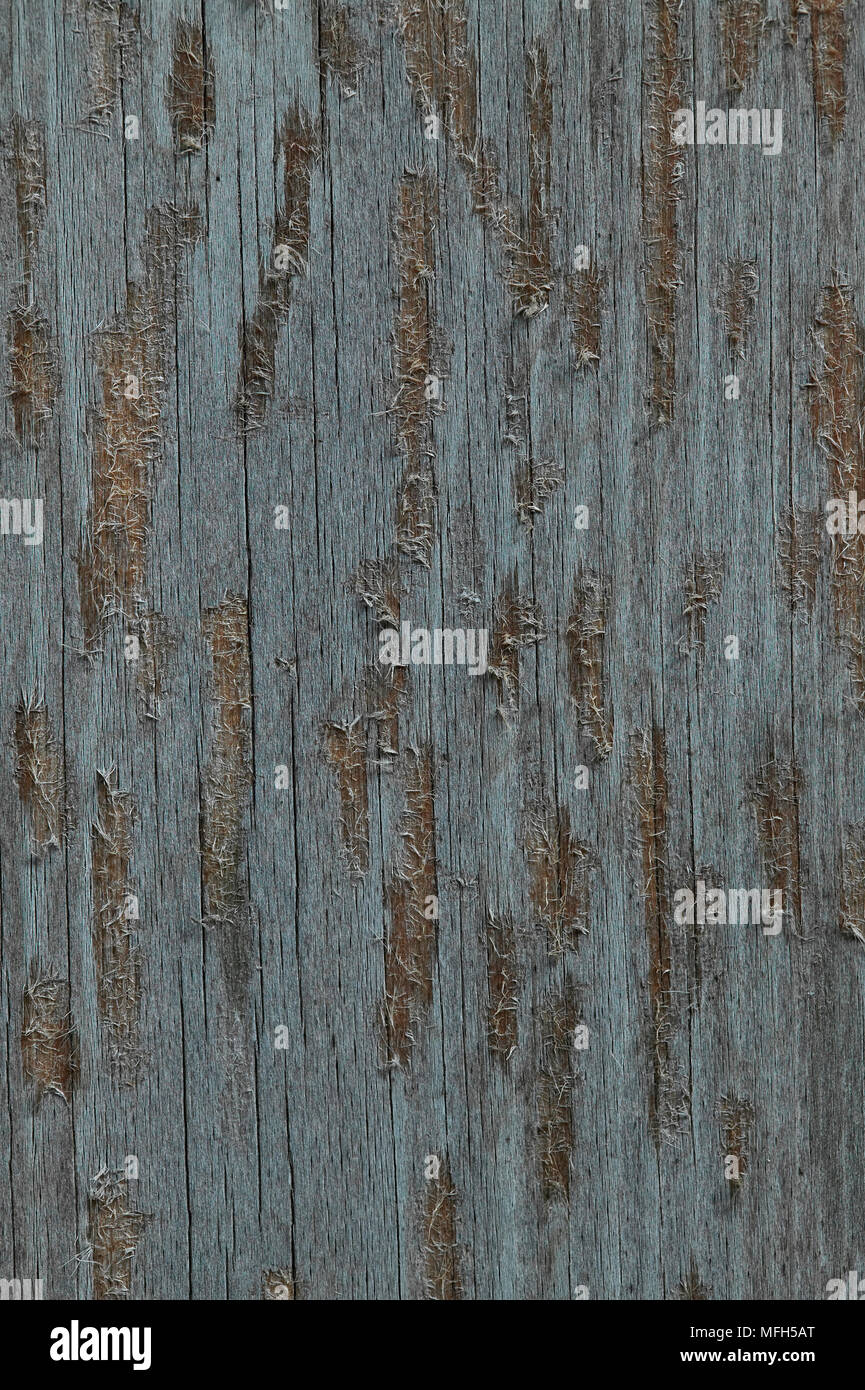 DOOR damaged by WASPS Surface of door has been stripped by wasps for ...