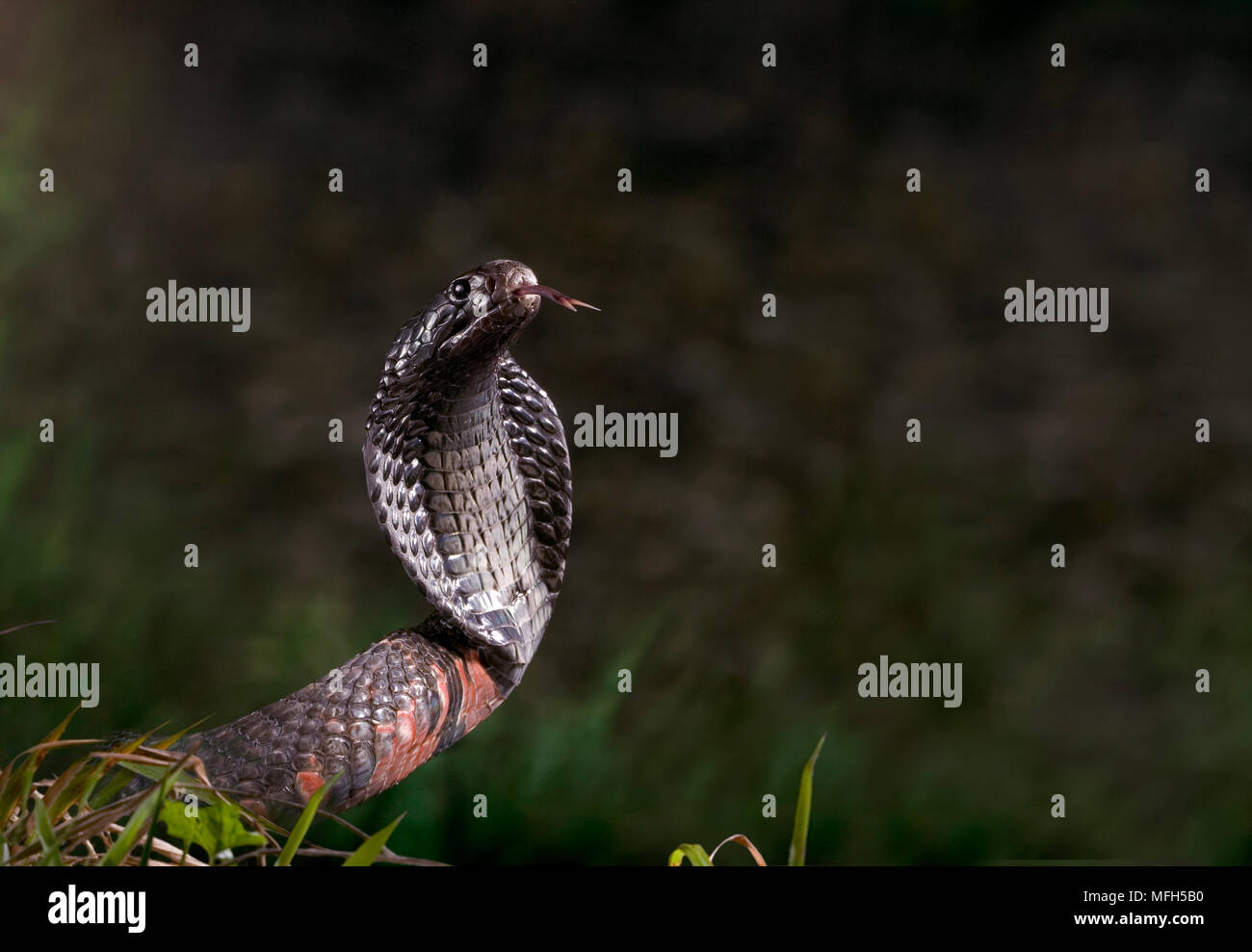 BLACK DESERT COBRA about to strike Walterinnesia aegyptia Stock Photo ...