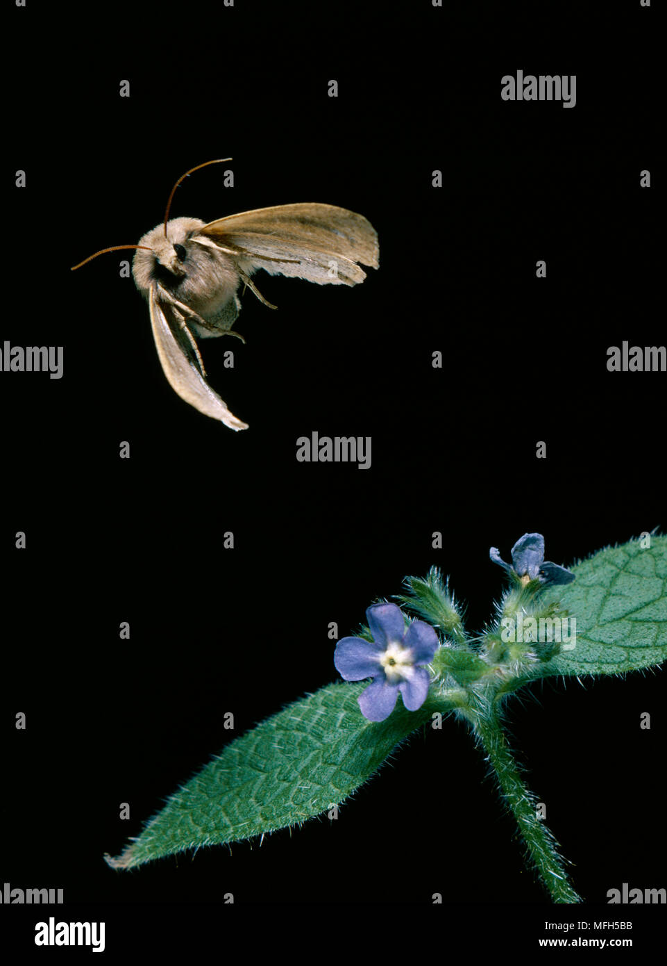 NOCTUID MOTH in flight Stock Photo - Alamy