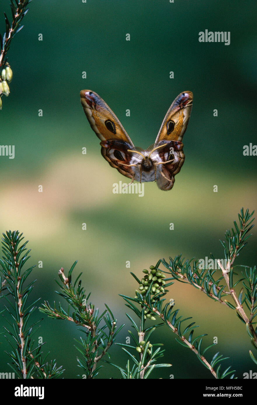 EMPEROR MOTH Saturnia pavonia in flight Stock Photo - Alamy