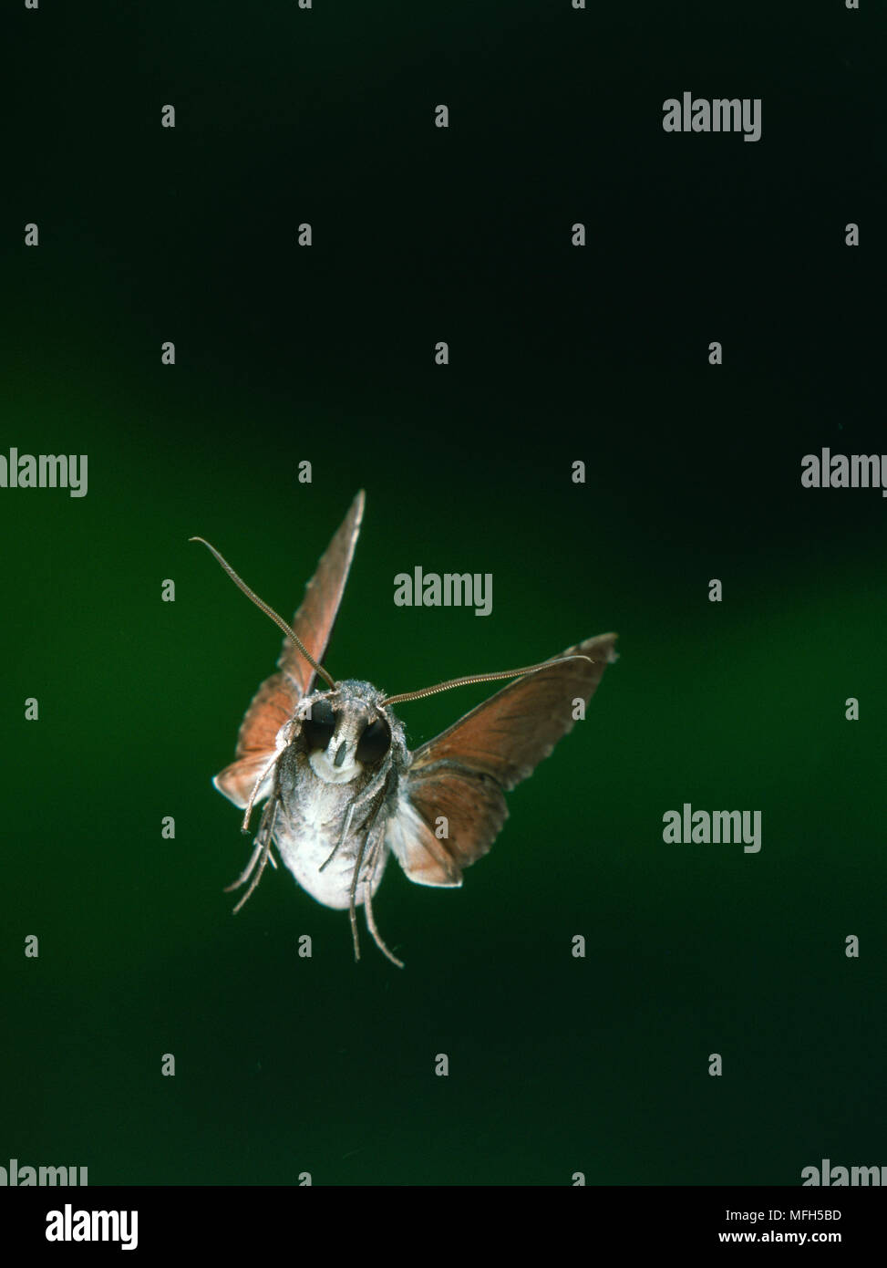 Hawk moth erinnyis sp flying hi-res stock photography and images - Alamy