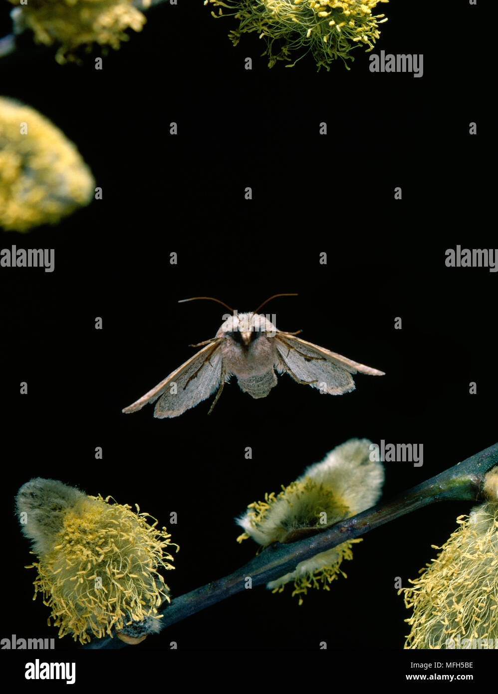 COMMON QUAKER MOTH in flight Orthosia cerasi Stock Photo - Alamy