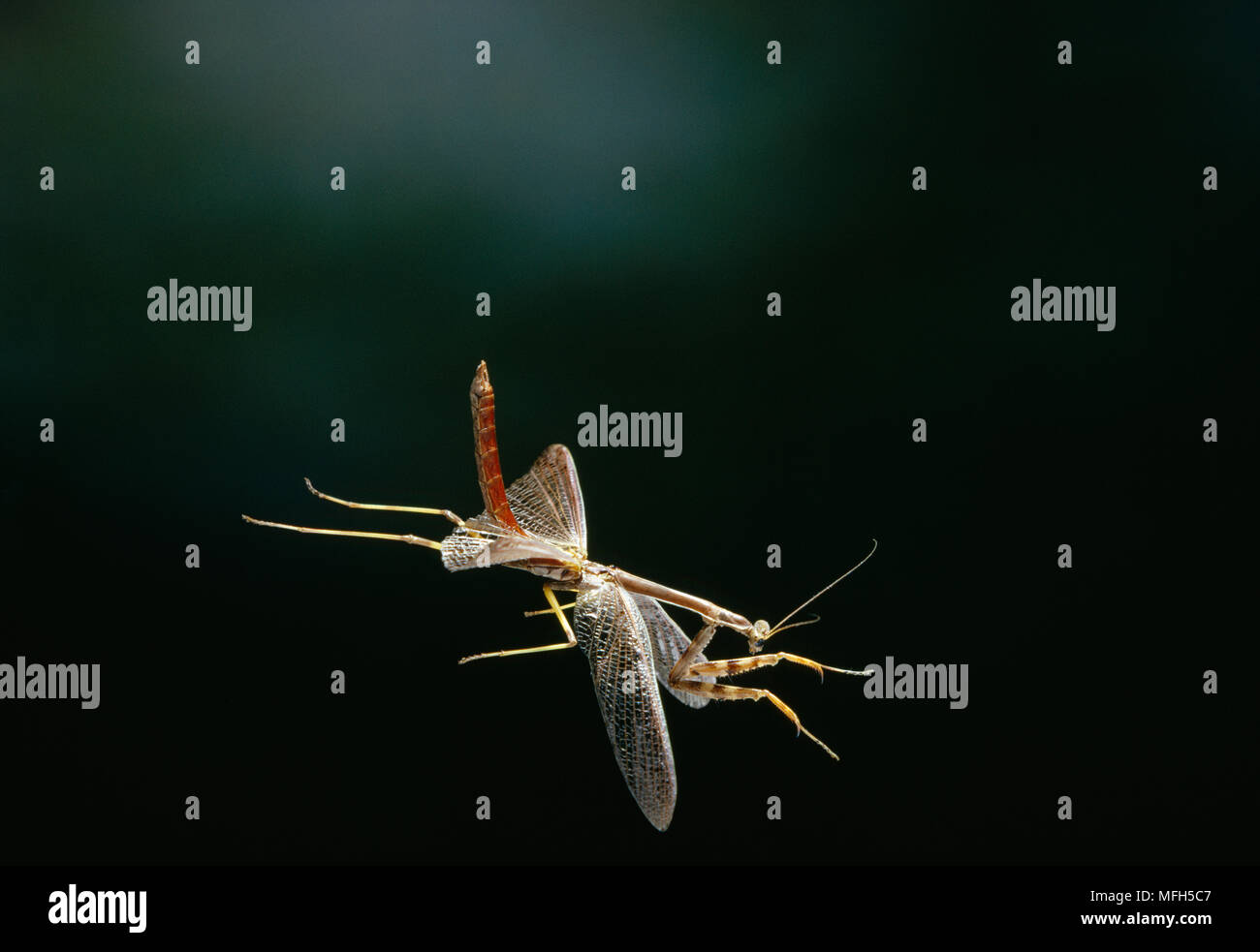 PRAYING MANTID in flight Stagmomantis sp. Florida, USA Stock Photo - Alamy