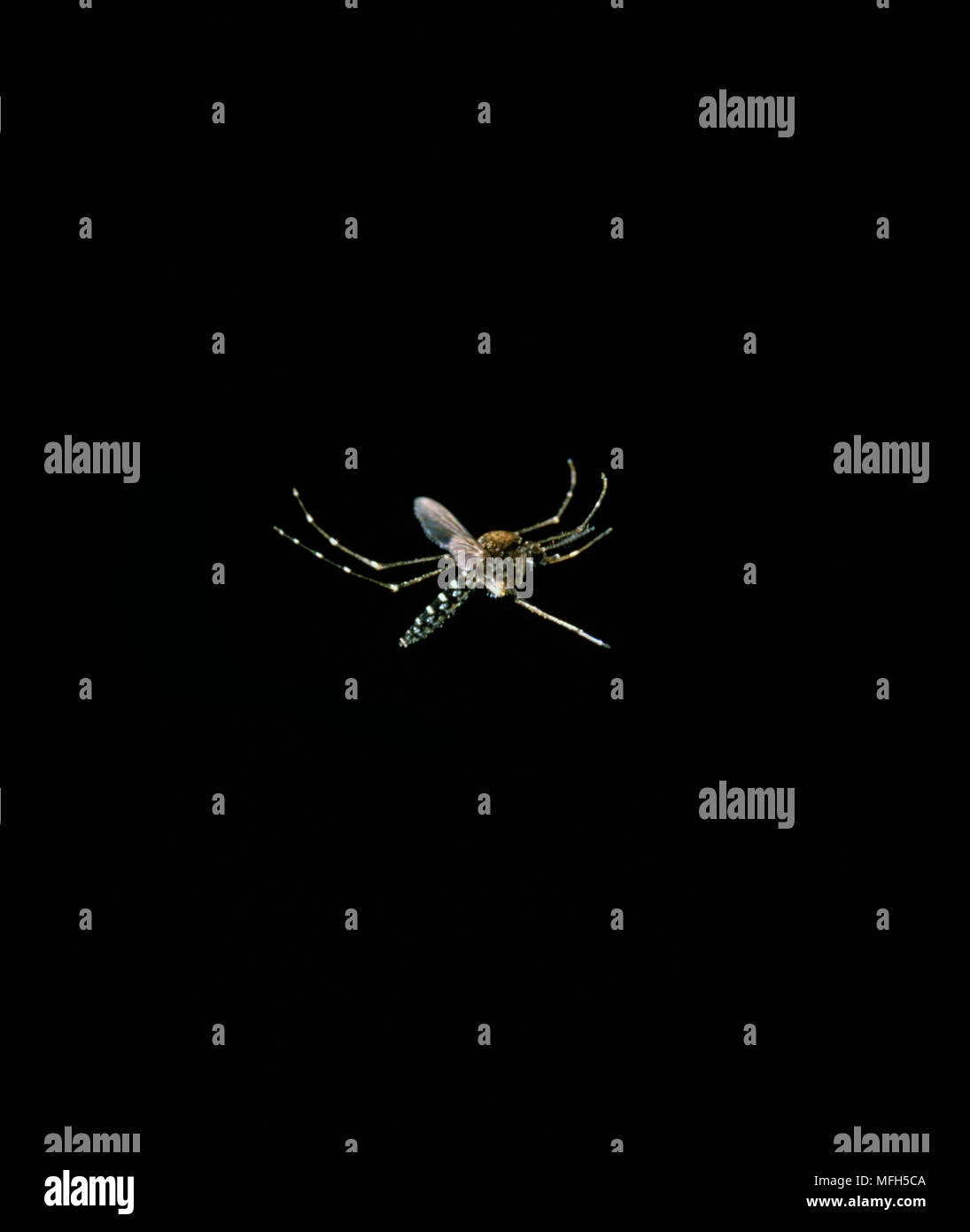 Aedes sp hi-res stock photography and images - Alamy