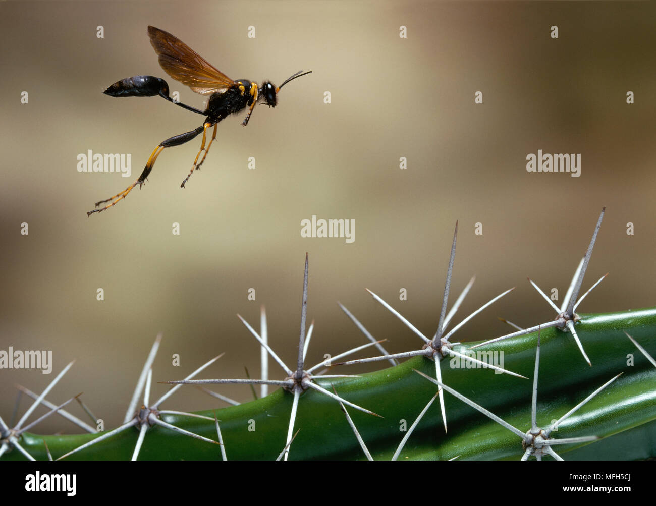 Mud dauber (sceliphron caementarium) hi-res stock photography and ...