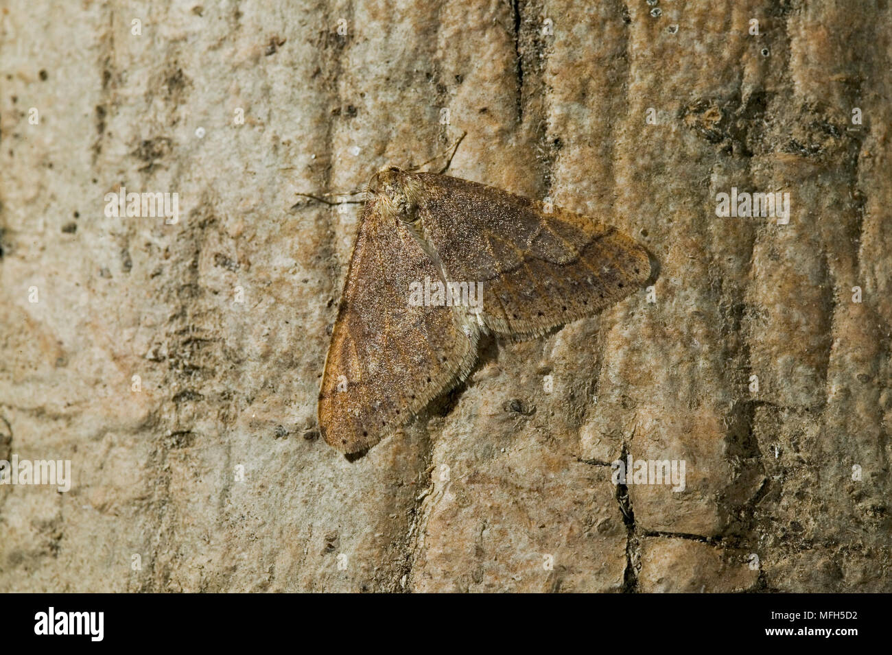 WINTER MOTH Operophtera brumata Sussex, UK Stock Photo - Alamy