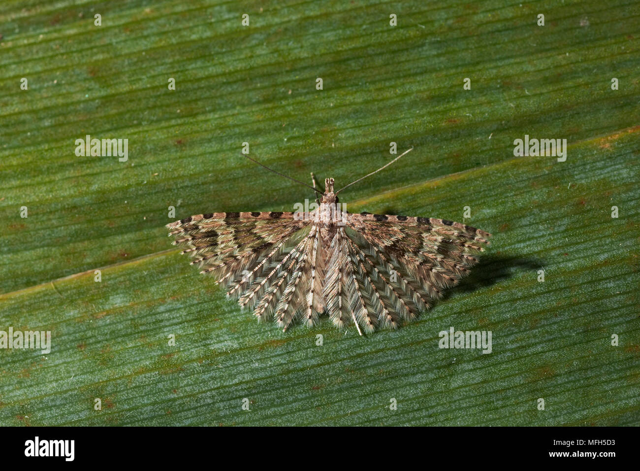 Alucita hexadactyla hi-res stock photography and images - Alamy