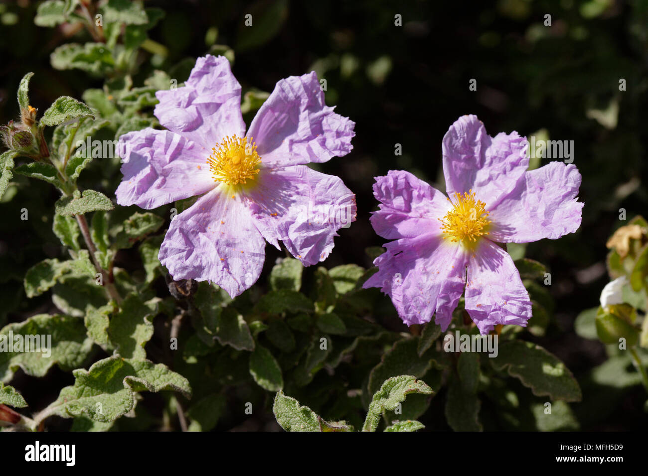 ROCK ROSE Cistus sp. Cyprus Stock Photo - Alamy