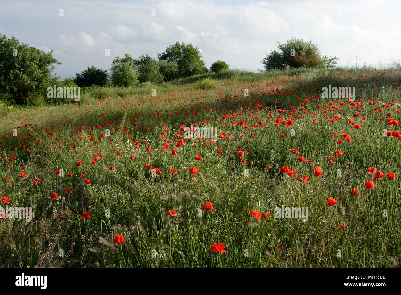 MEADOW WITH POPPIES Cyprus Stock Photo - Alamy