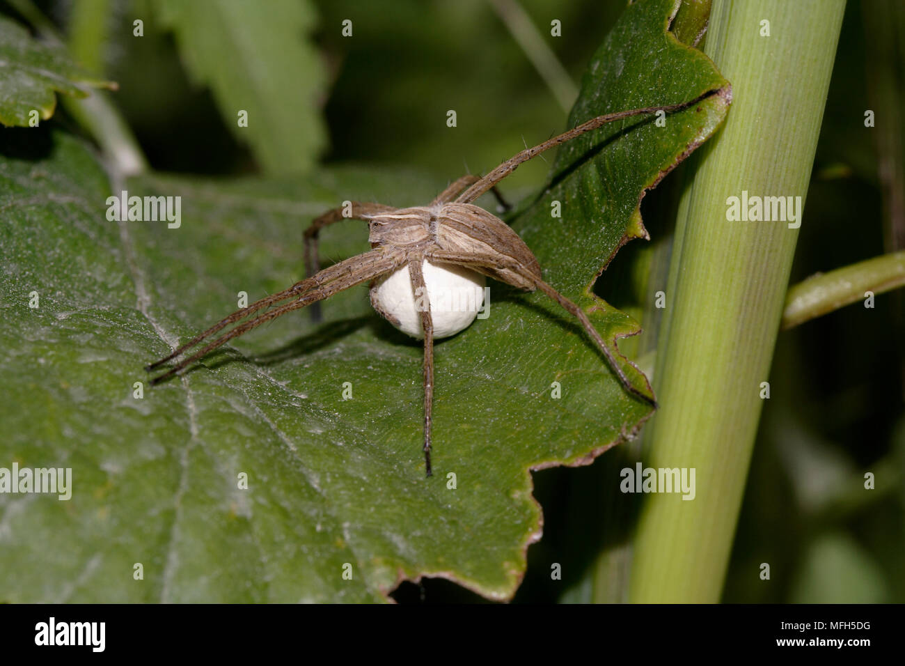 HUNTING SPIDER female with egg sac Pisaura sp Stock Photo - Alamy
