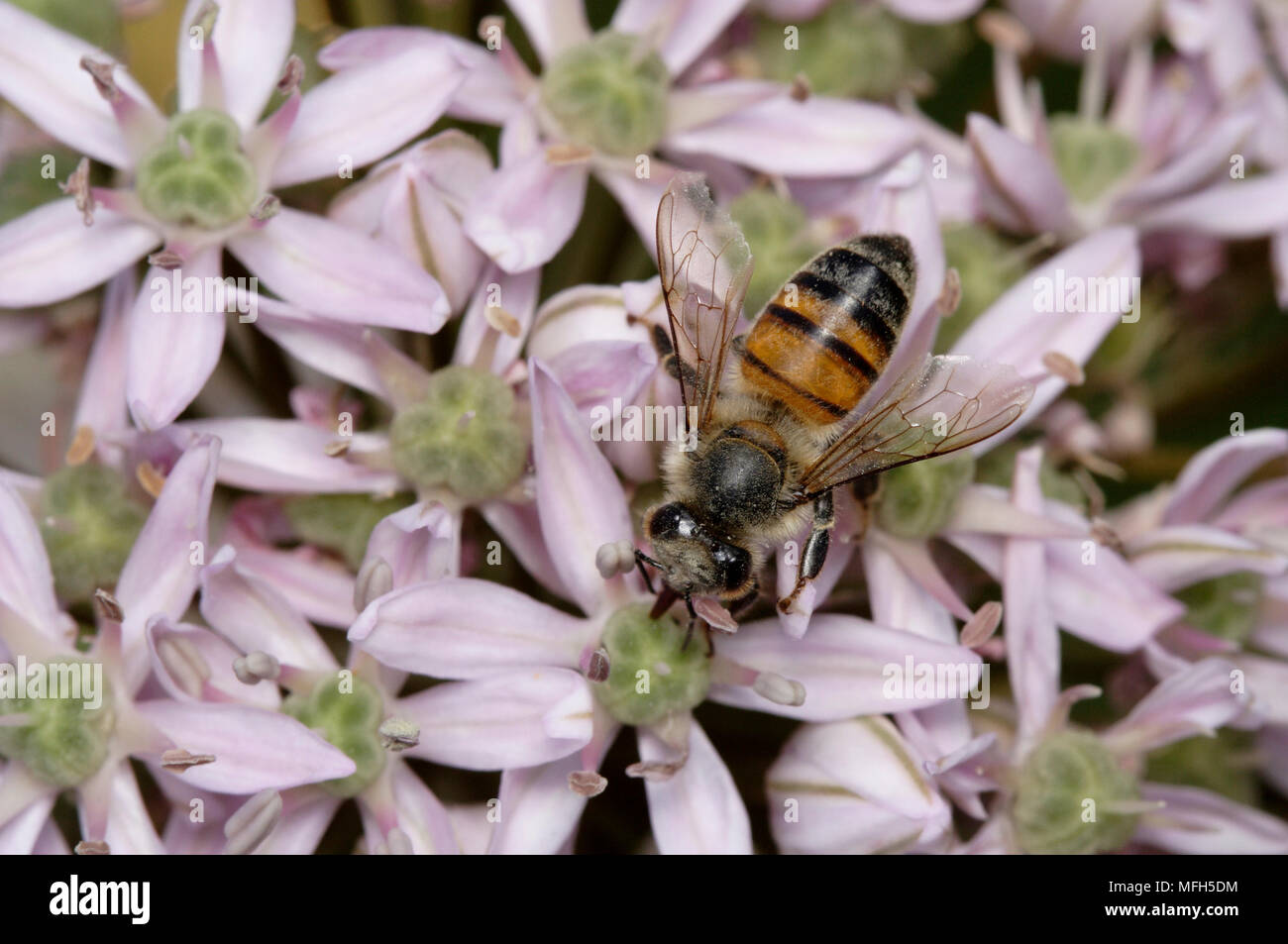 Insects of cyprus hi-res stock photography and images - Alamy
