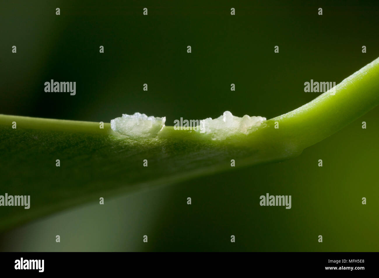SCALE INSECTS England Stock Photo - Alamy