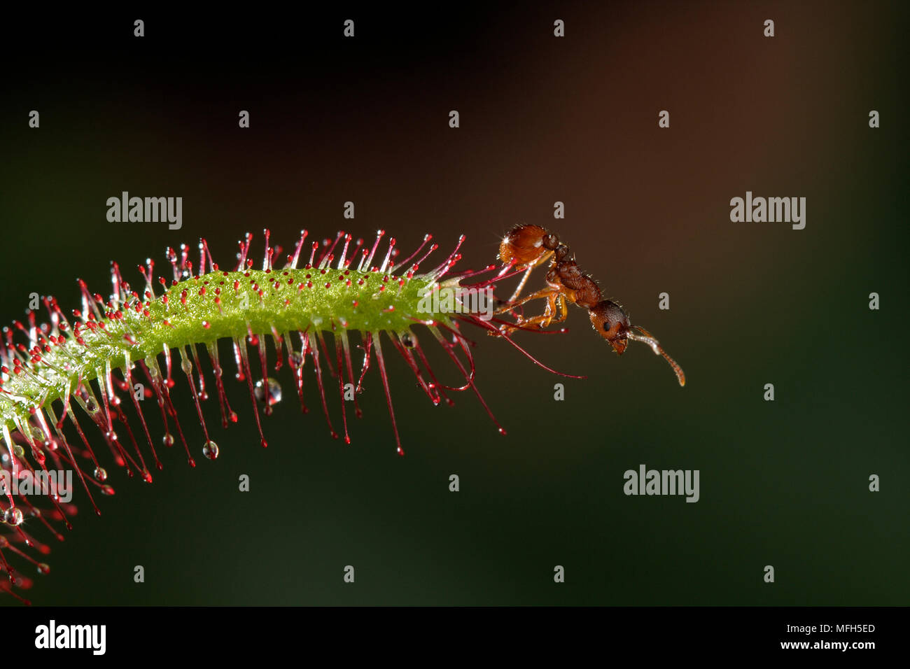 Sundew plant drosera sp hi-res stock photography and images - Alamy