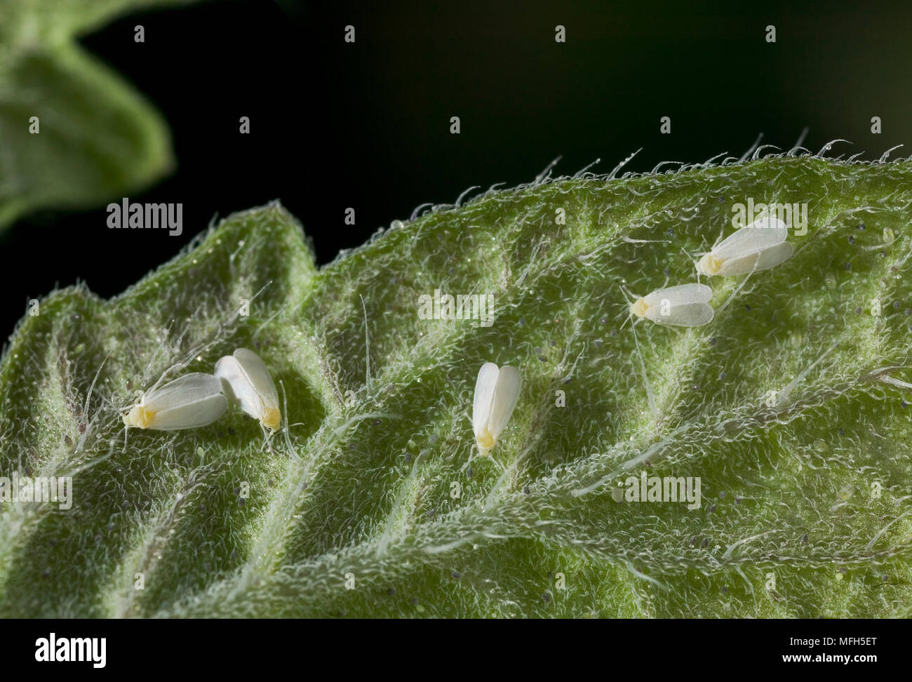 Greenhouse whiteflies trialeurodes vaporariorum hi-res stock ...