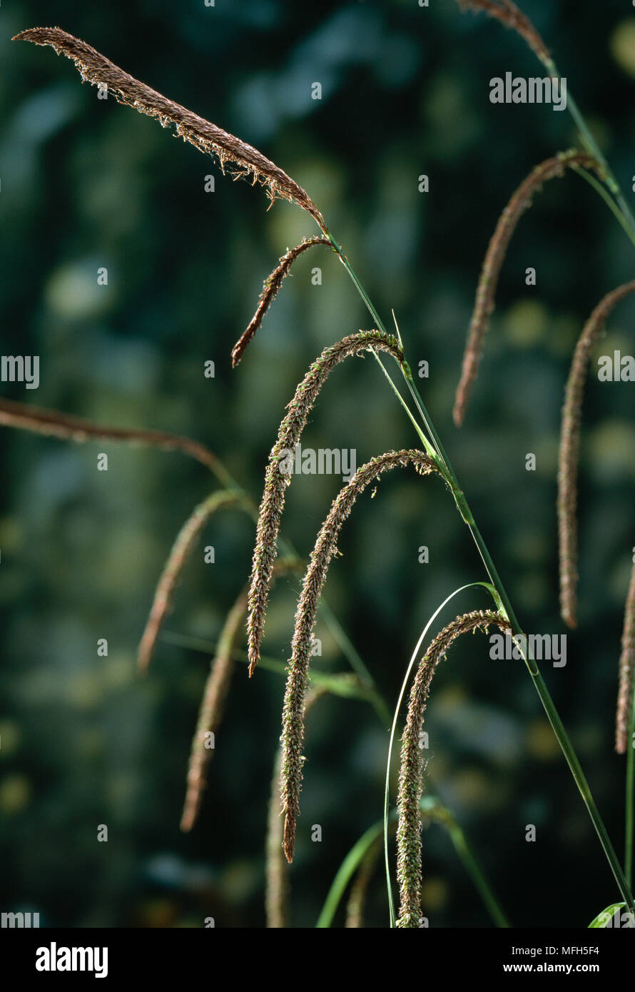 Pendulous sedge uk hi-res stock photography and images - Alamy