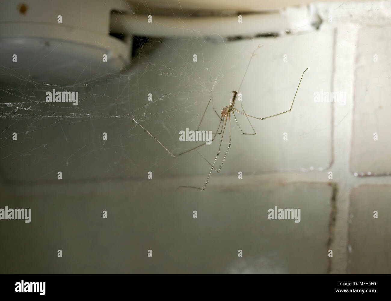 DADDY-LONG-LEGS SPIDER Pholcus phalangioides England A primitive spider ...