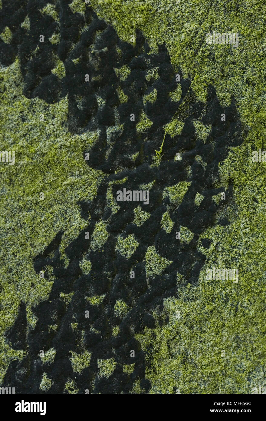 SNAIL TRACKS showing action of tongue on algae. England Stock Photo - Alamy