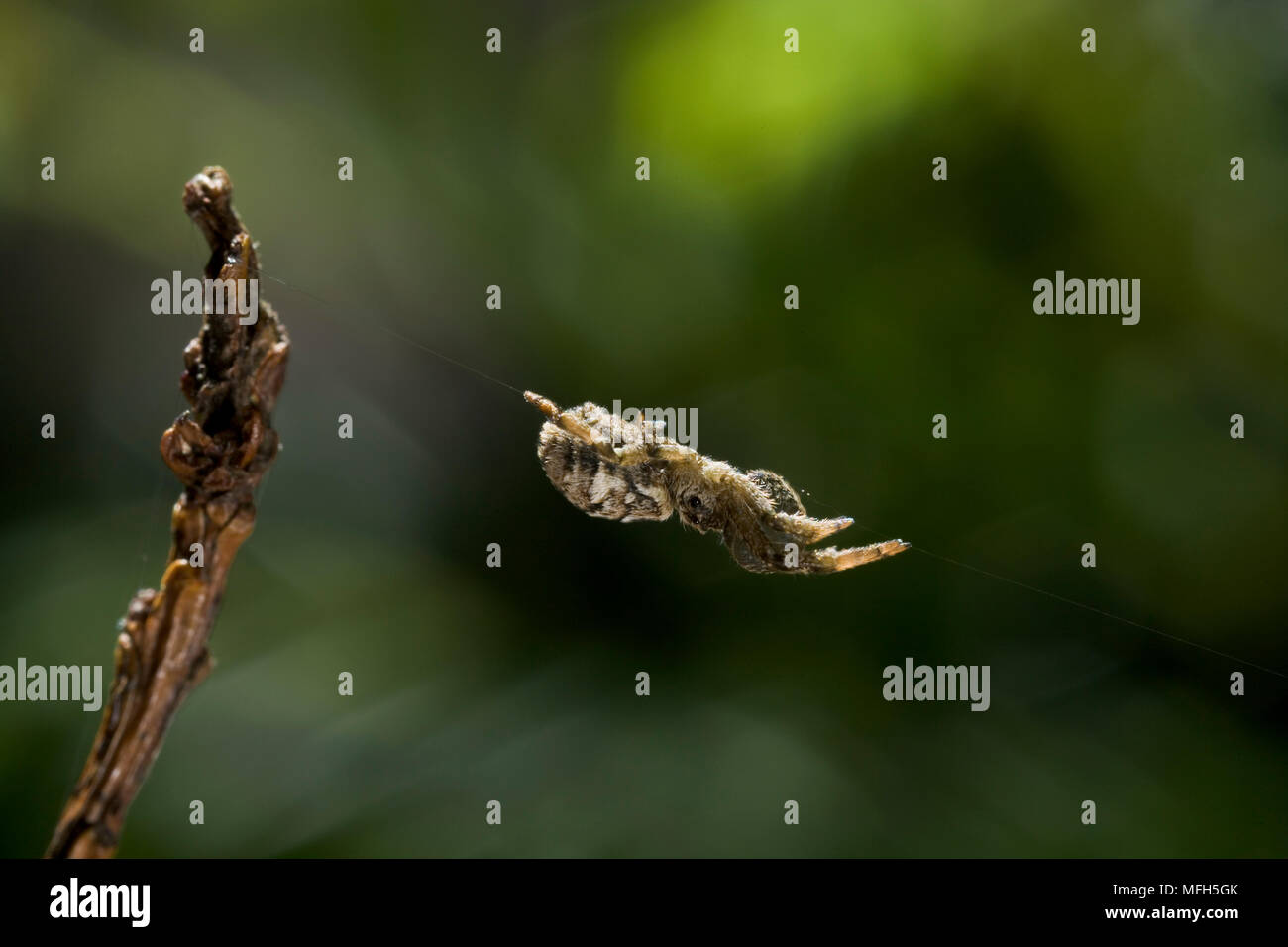 TRIANGLE WEB SPIDER male on web Hyptiotes paradoxus England. A rare ...