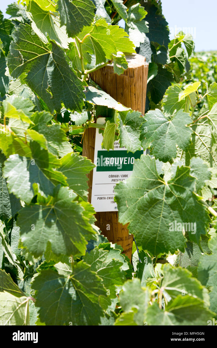 Gouveio hi-res stock photography and images - Alamy