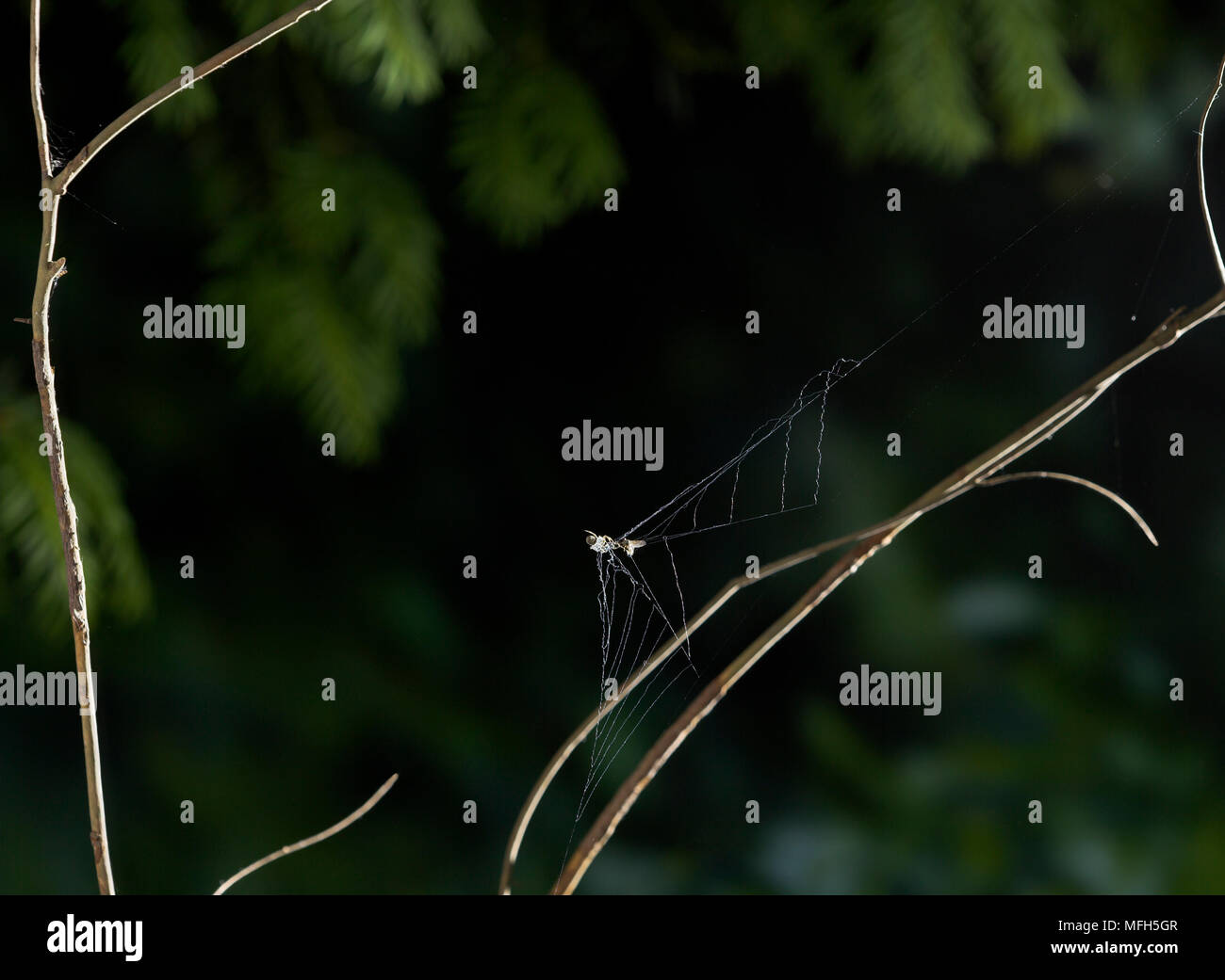 TRIANGLE WEB SPIDER male Hyptiotes paradoxus showing the collapsing web ...
