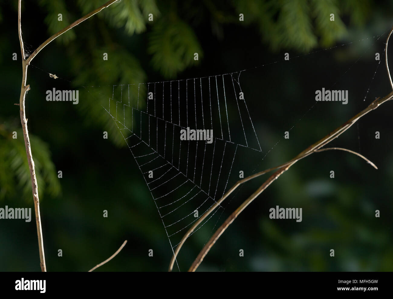 Hyptiotes spider triangle web hi-res stock photography and images - Alamy
