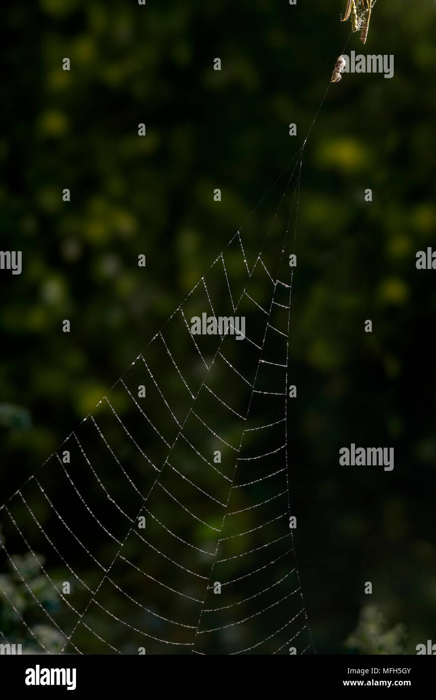 TRIANGLE WEB SPIDER male Hyptiotes paradoxus The spider is lying in ...