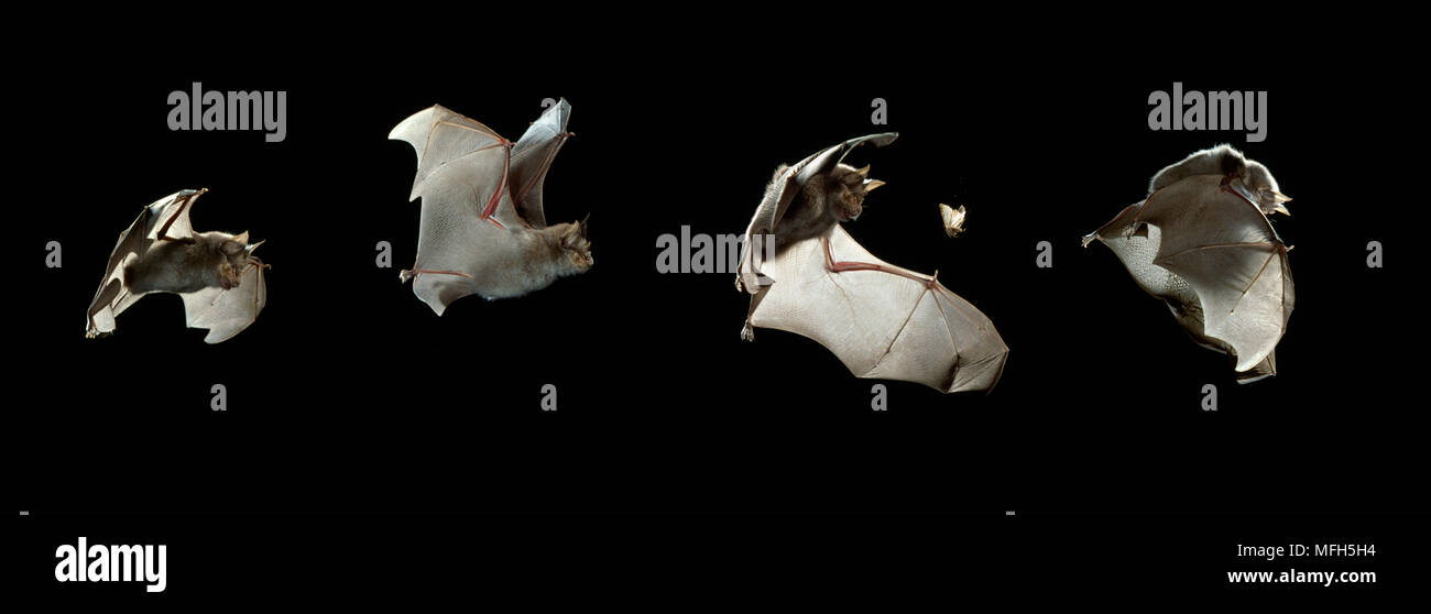 GREATER-HORSESHOE BAT catching moth Rhinolophus ferrum-equinum Sequence ...
