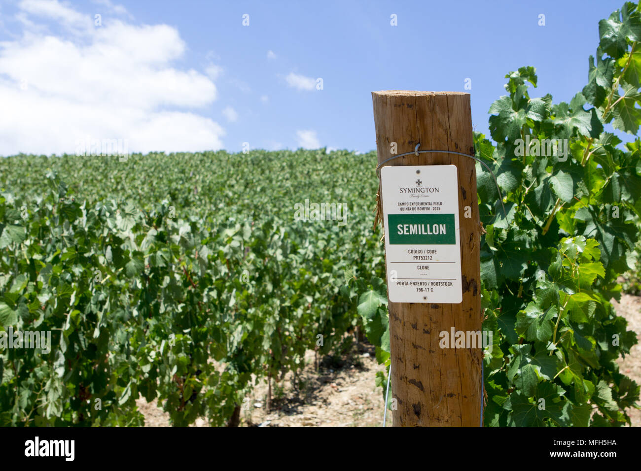Semillon hi-res stock photography and images - Alamy