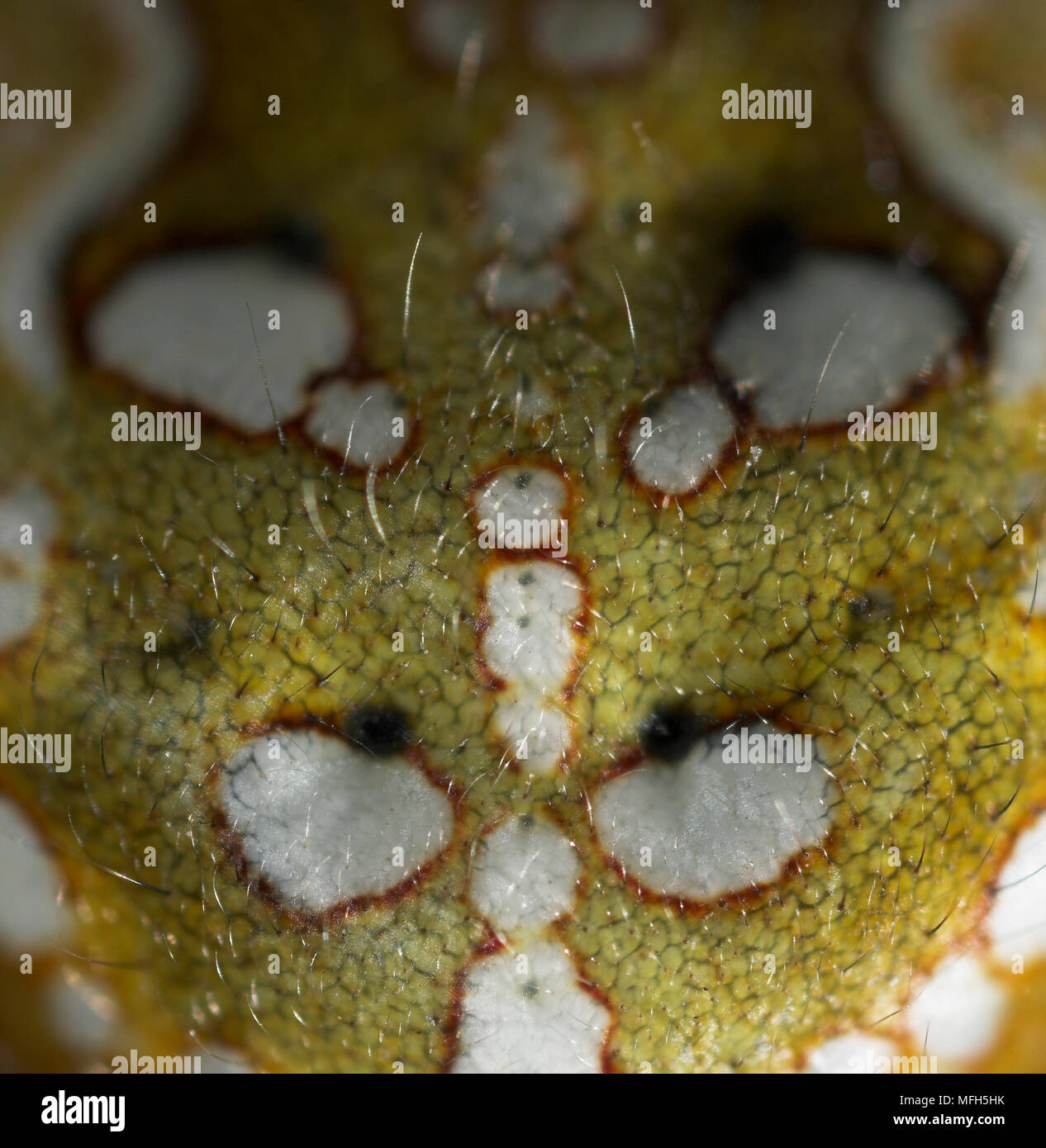 Translucent spiders hi-res stock photography and images - Alamy