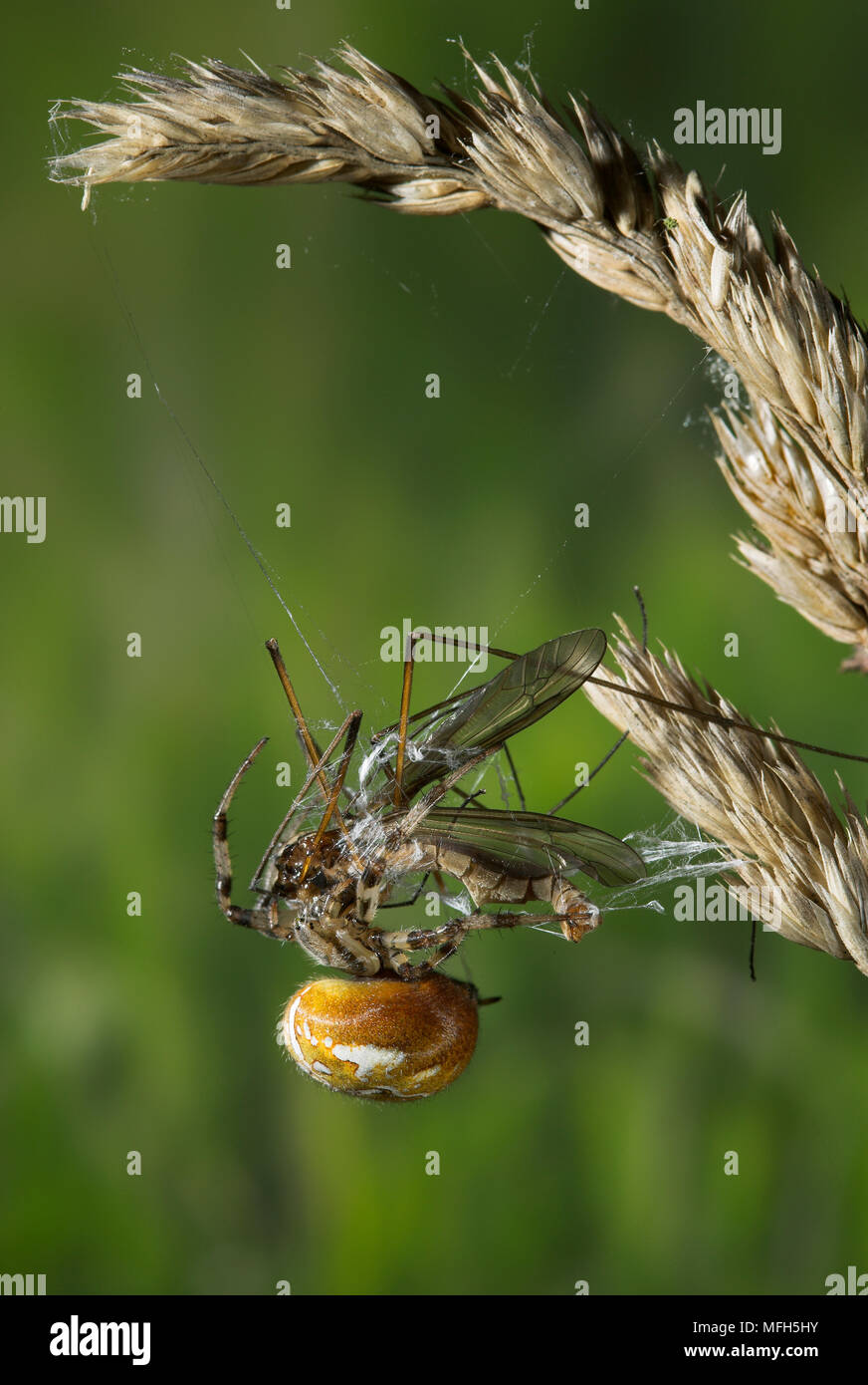 Spider crane hi-res stock photography and images - Alamy