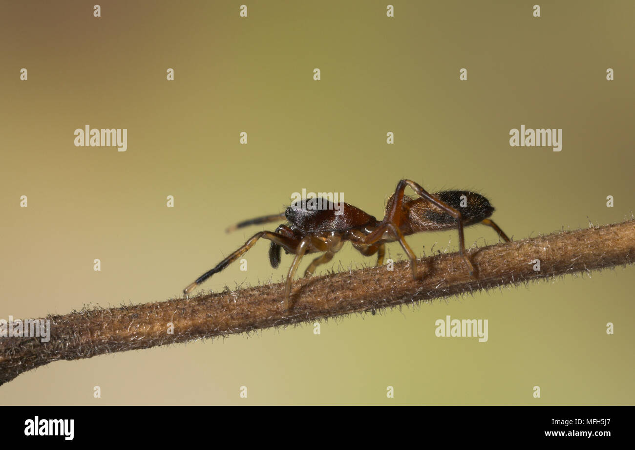 ANT-MIMIC SPIDER Myrmarachne formicaria Stock Photo - Alamy