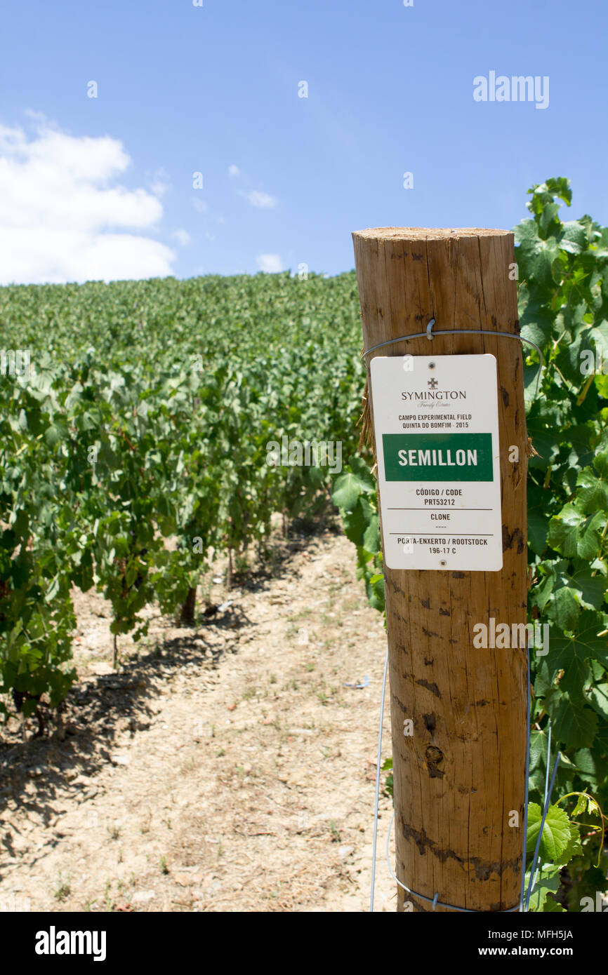 Semillon hi-res stock photography and images - Alamy