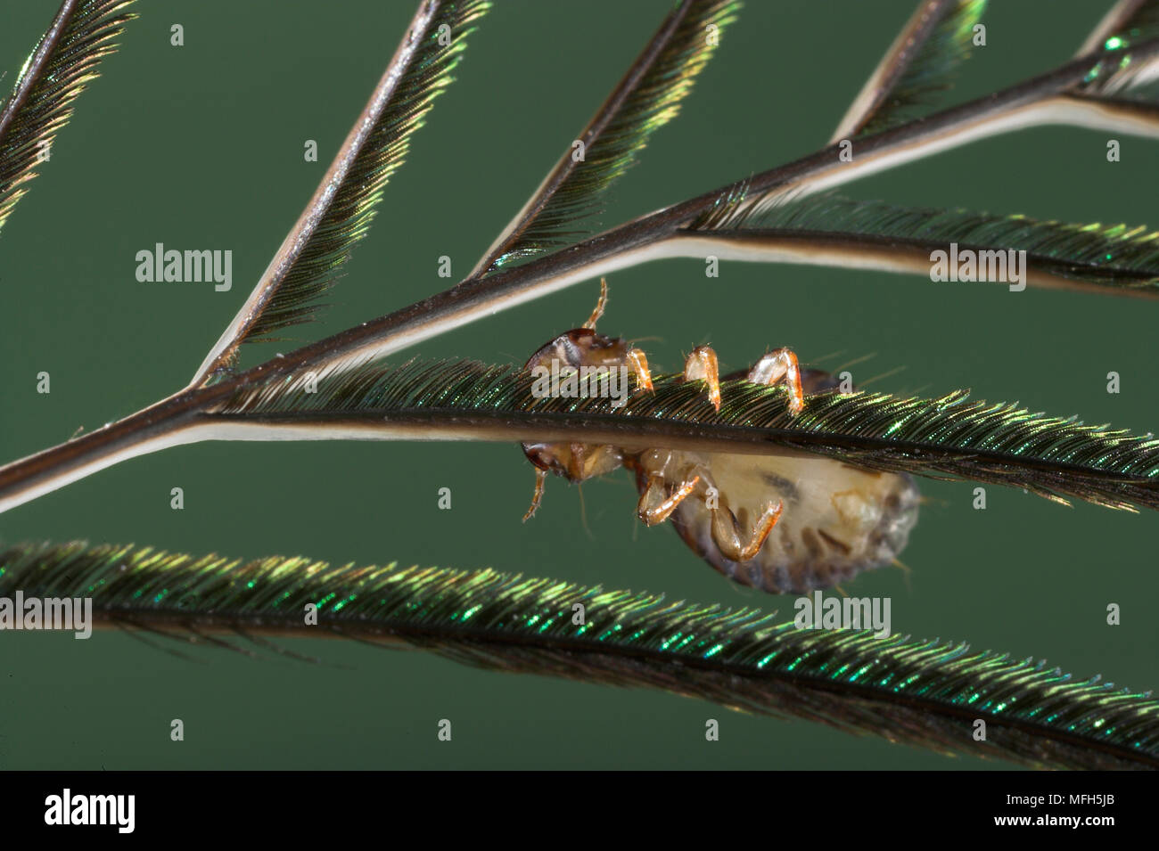 BIRD LOUSE Philopteridae Gripping peacocks feather Sussex, UK Stock ...