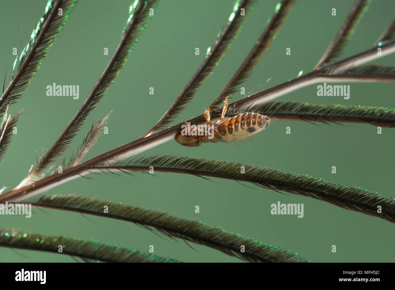 Bird louse hi-res stock photography and images - Alamy
