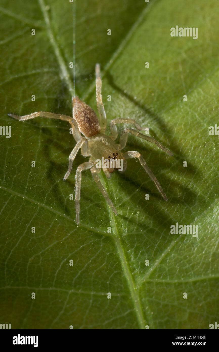 Clubiona sp hi-res stock photography and images - Alamy