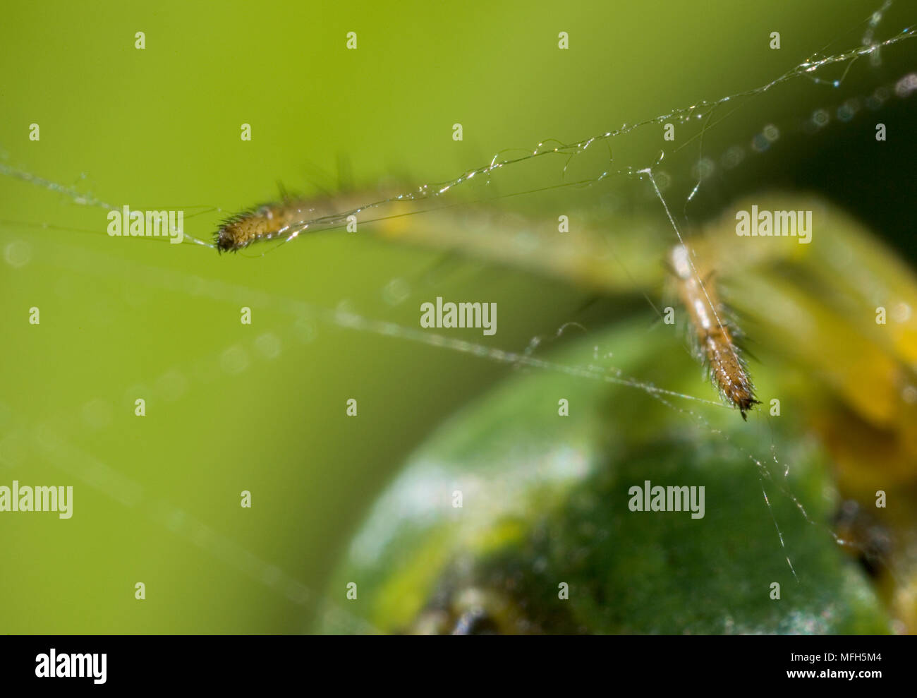 SPIDER c/u of feet - web control Araniella cucurbitina Most web ...