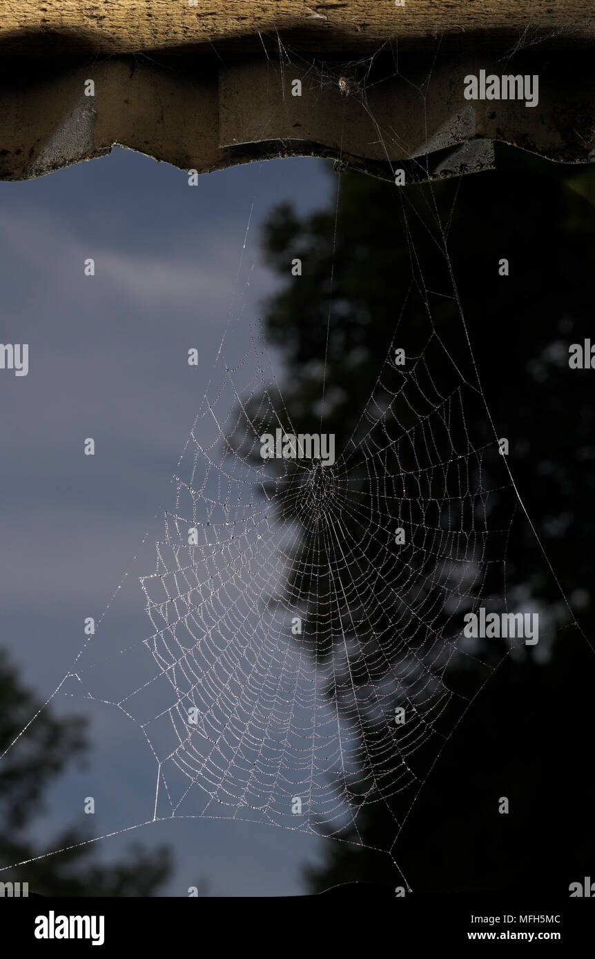 WINDOW SPIDER WEB with dew Zygiella x-notata frequents window frames ...